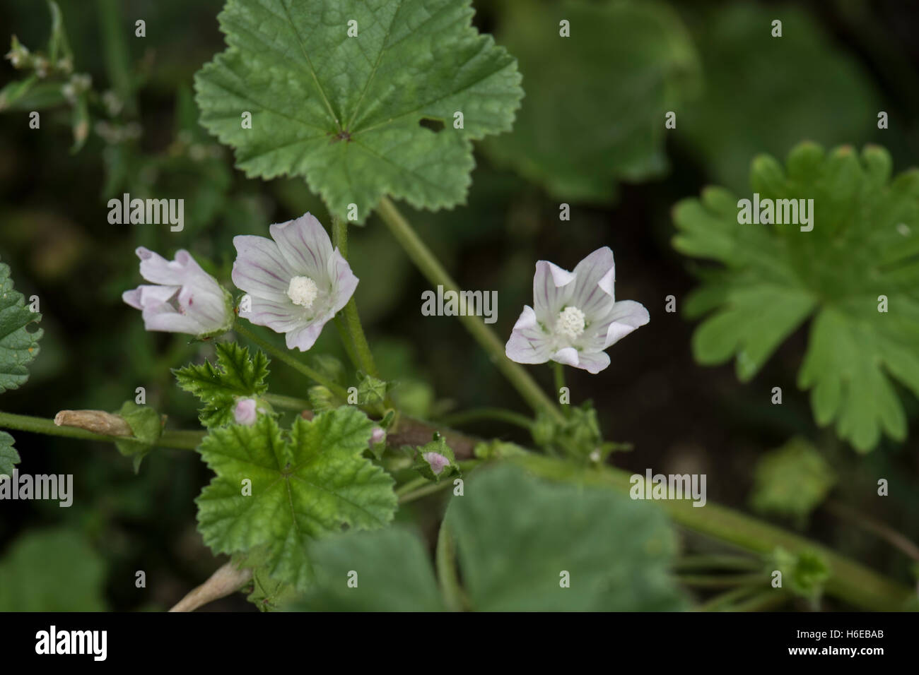 Recording native flora hi-res stock photography and images - Alamy