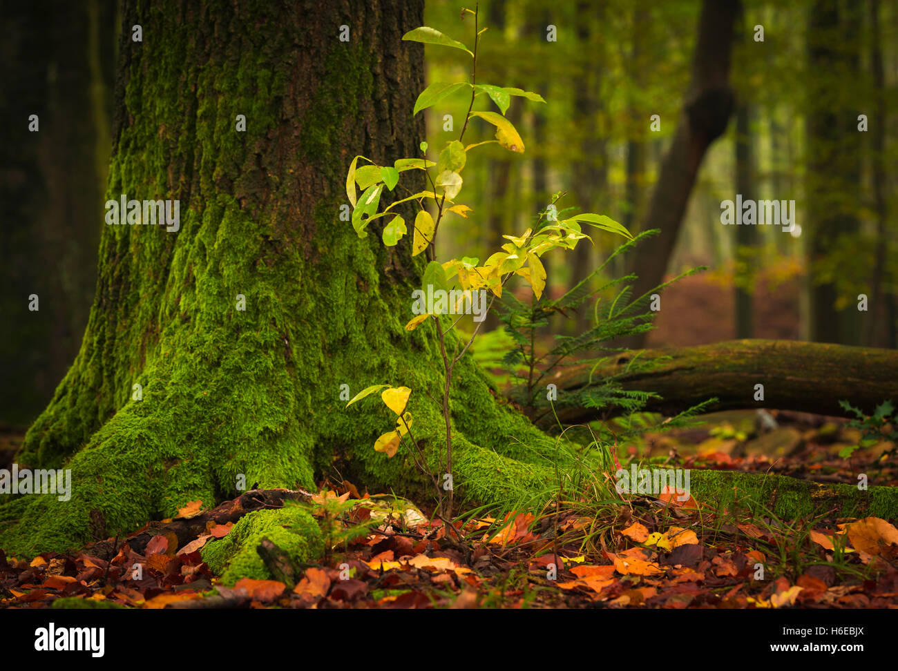 Moss Covered Tree Trunk Stock Photo - Alamy