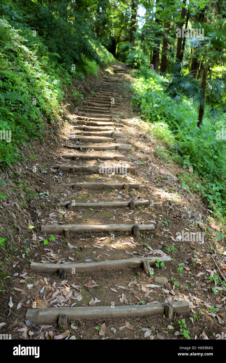 Picture of a wooden stairs made from tree trunks Stock Photo - Alamy