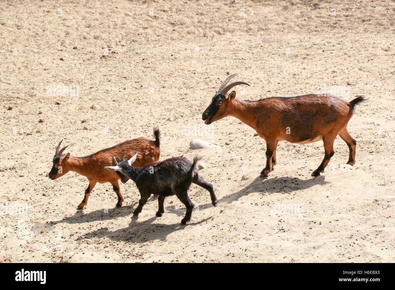 Young goat walking on the soil background Stock Photo - Alamy
