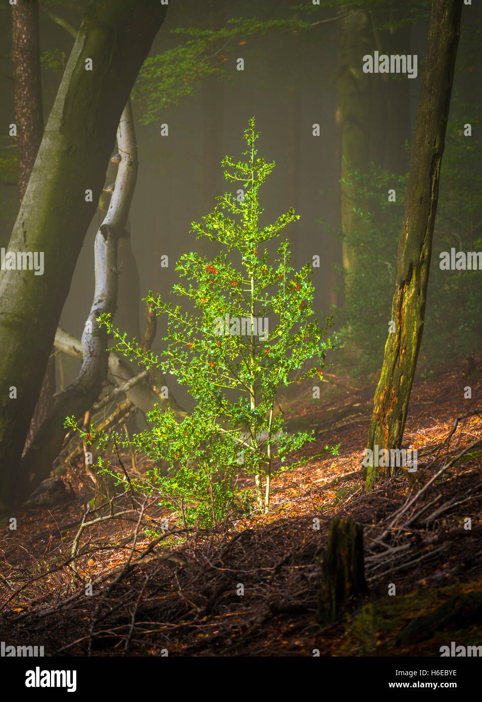 Lone holly bush in a forest Stock Photo - Alamy
