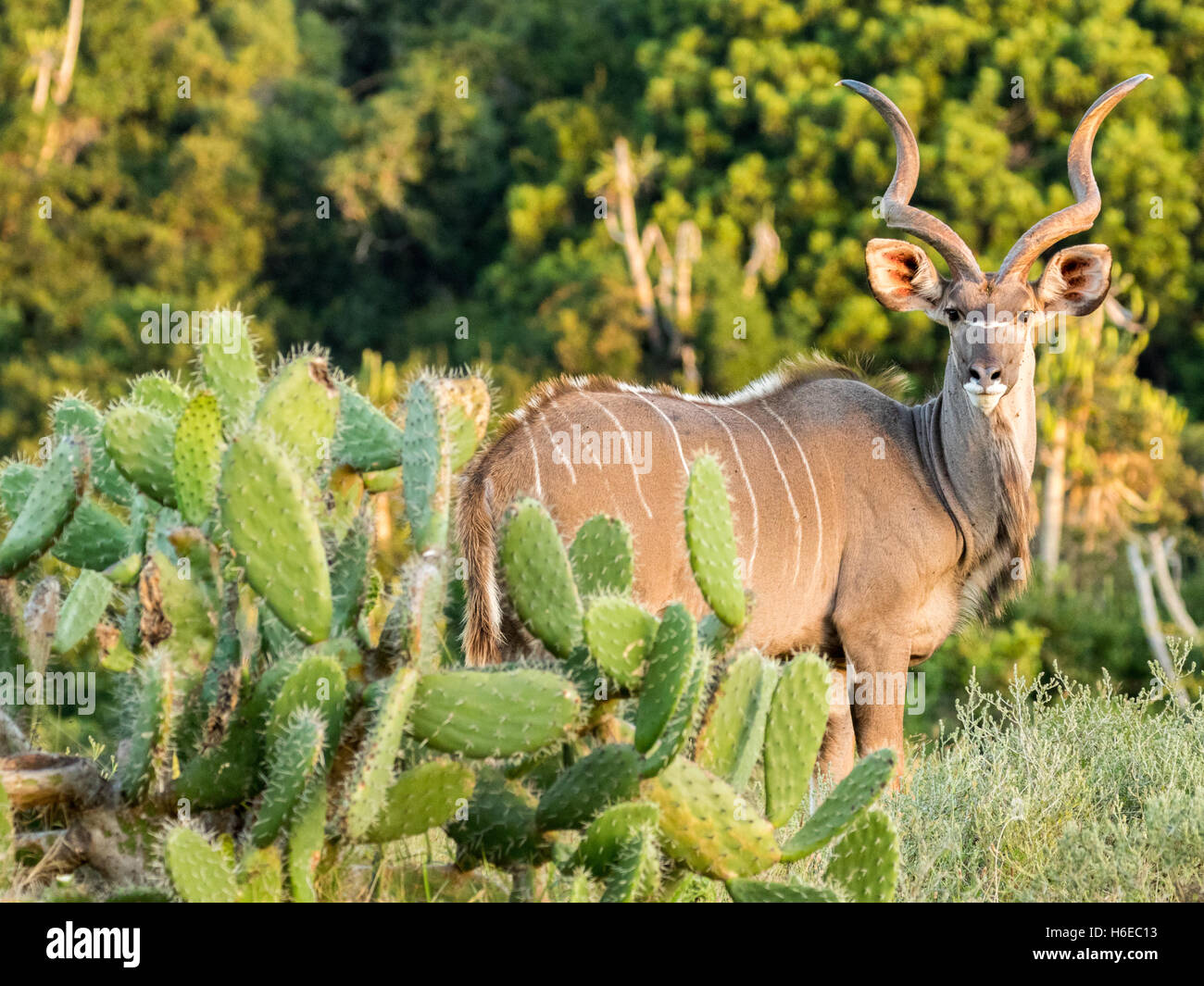 Kudu greater kudu horns hi-res stock photography and images - Alamy