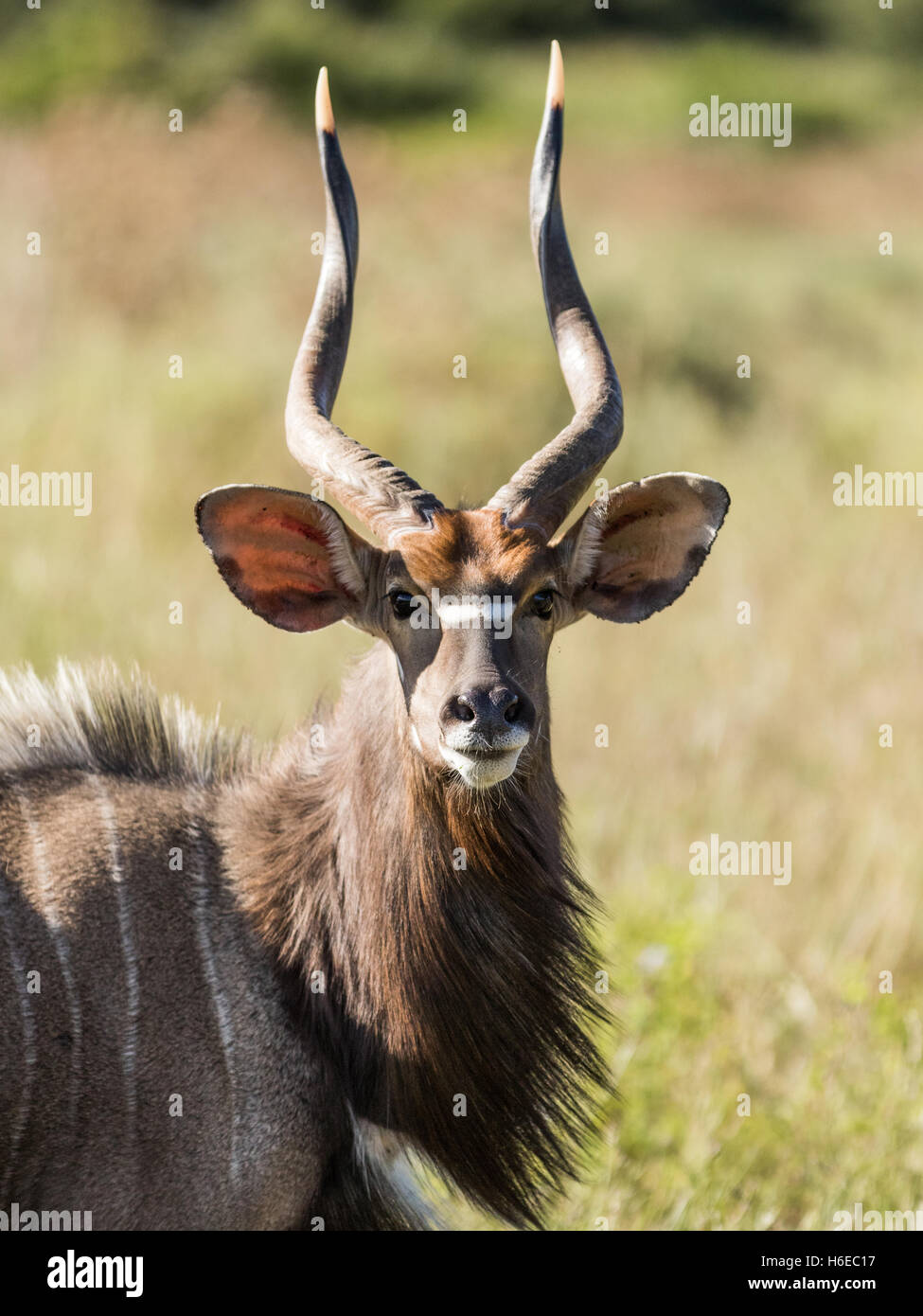 Greater Kudu Bull Size