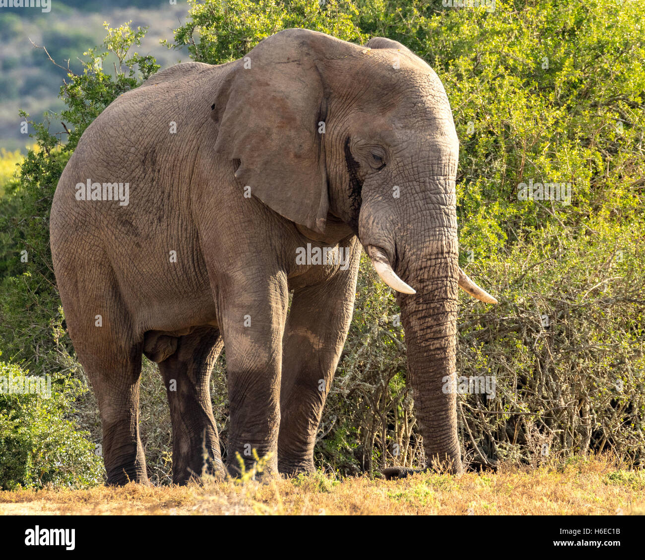 Male South African Elephant Stock Photo - Alamy