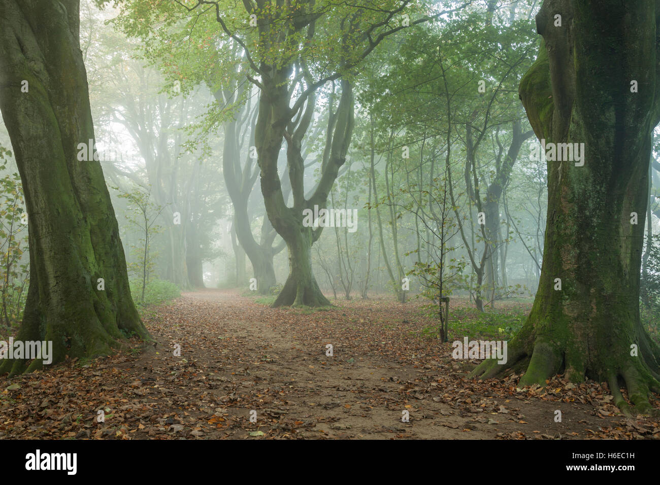 Stanmer park hi-res stock photography and images - Alamy