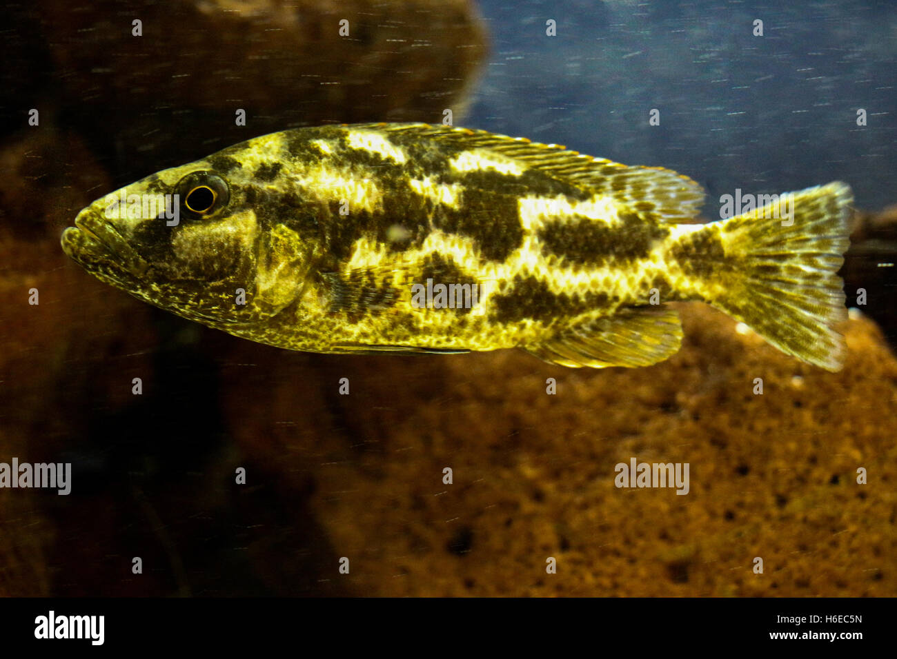 Beautiful colorful fish swims in the aquarium envıronment Stock Photo ...