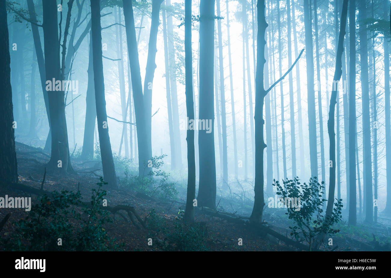 Teutoburger Wald Forest Stock Photo - Alamy