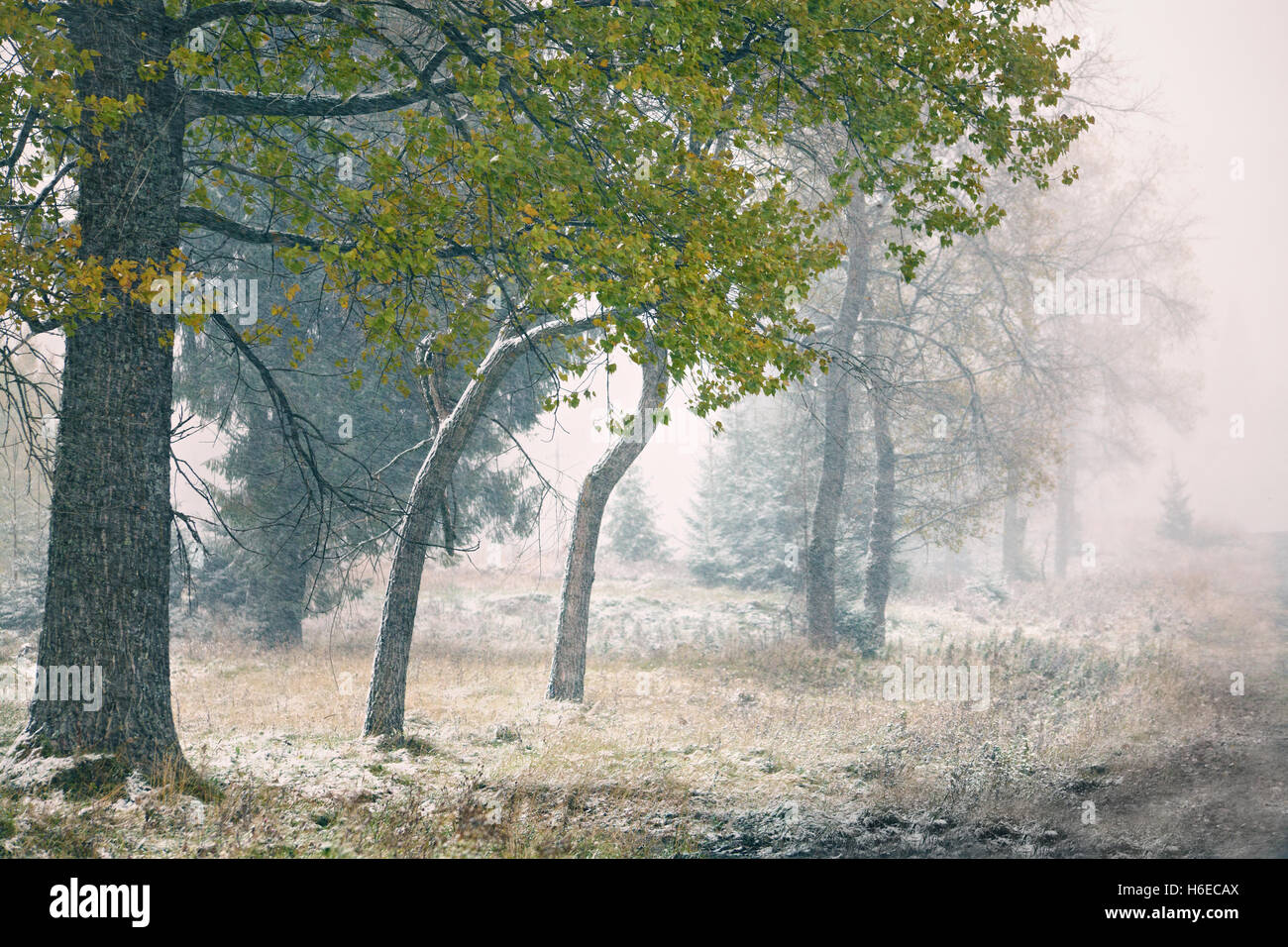 First snow in autumn. Snowfall in park. Snow on a green tree Stock ...