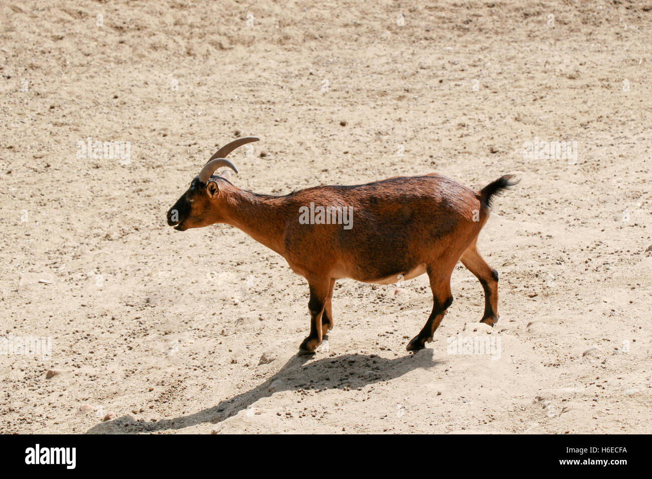 Young goat walking on the soil background Stock Photo - Alamy