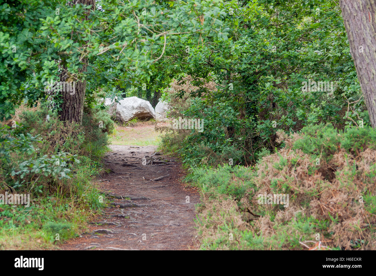 forest scenery including a footpath around Carnac, a commune in the ...