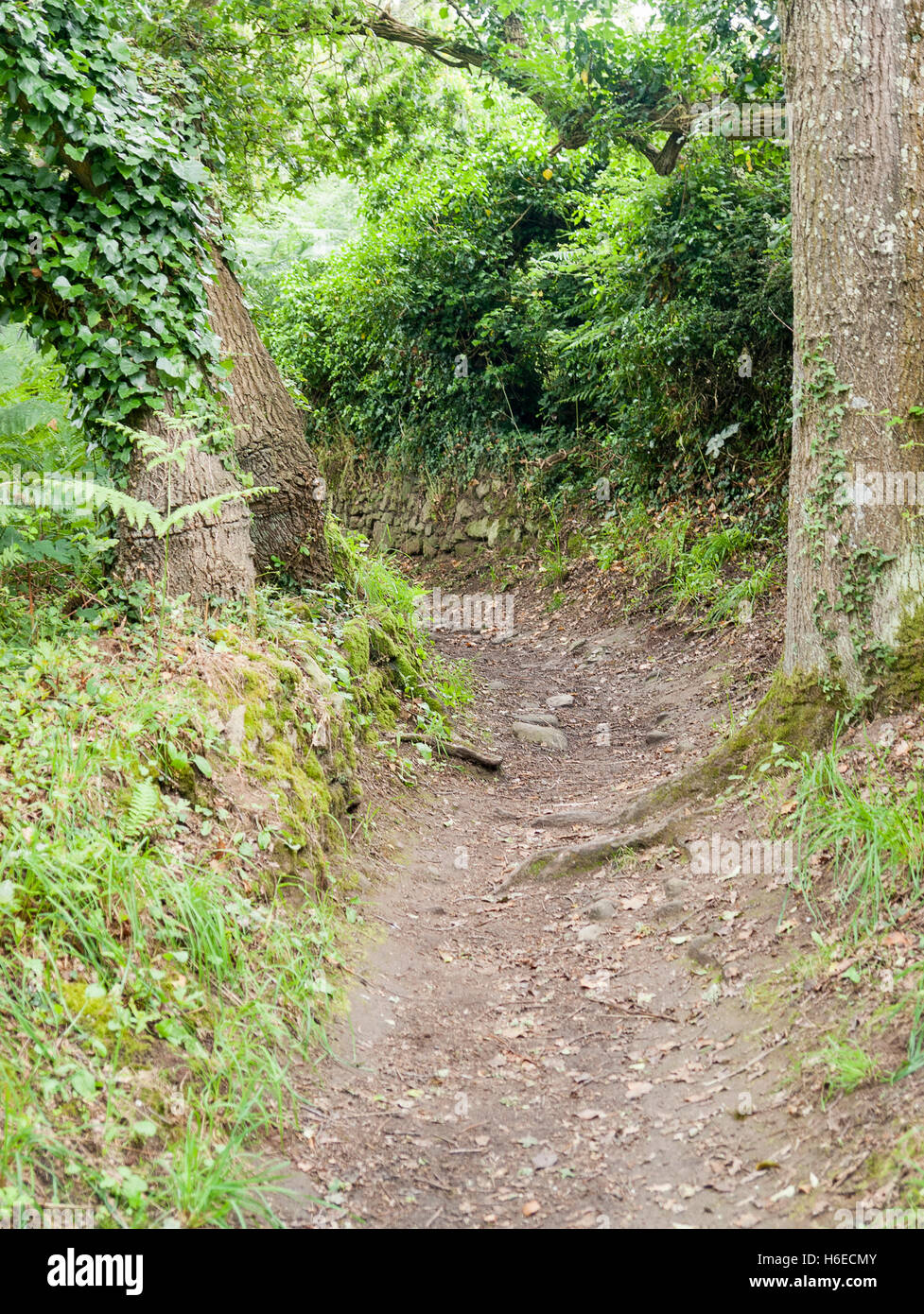 Forest scenery including footpath hi-res stock photography and images ...