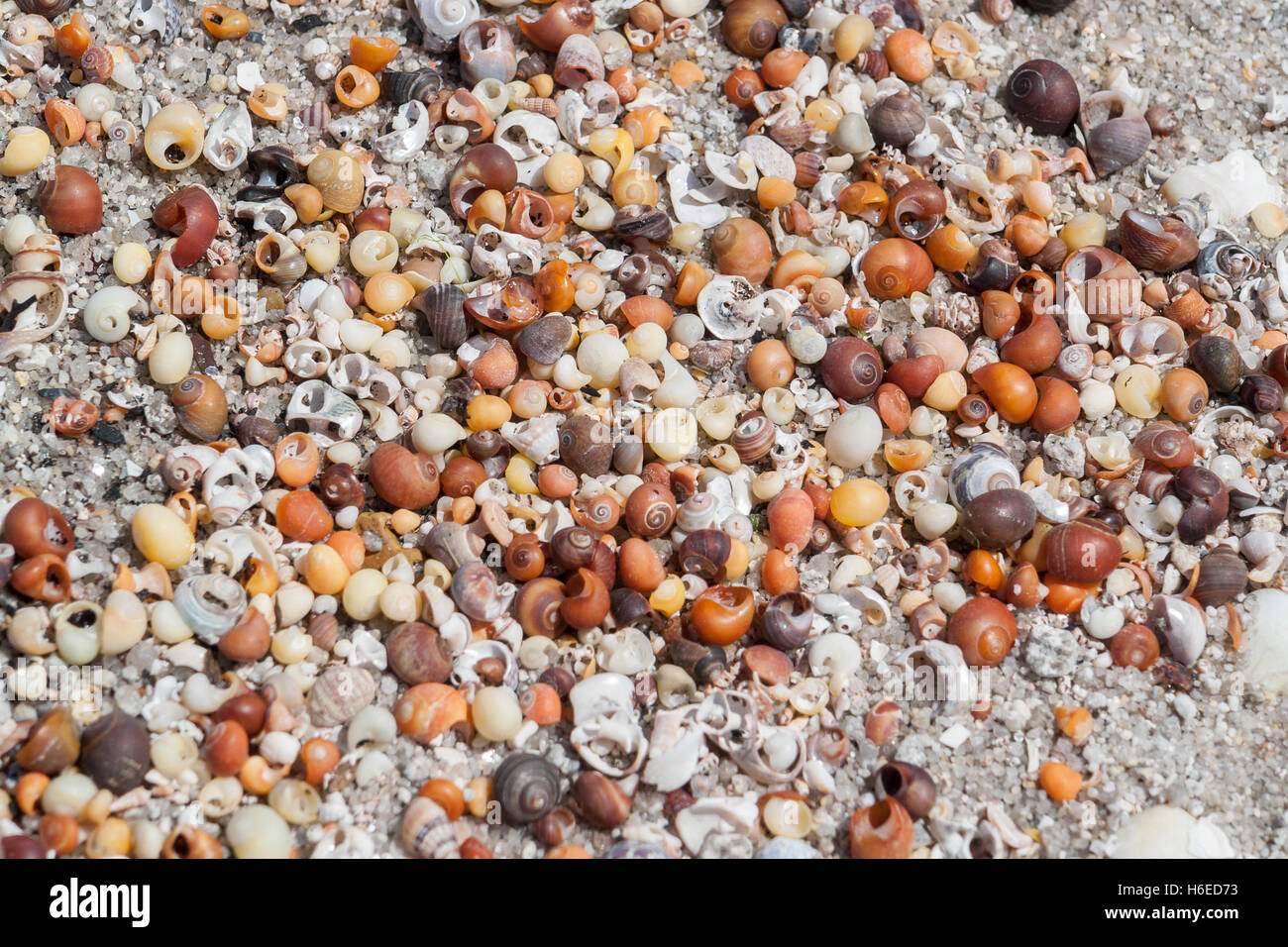 full frame background showing lots of colorful small sea snail shells ...