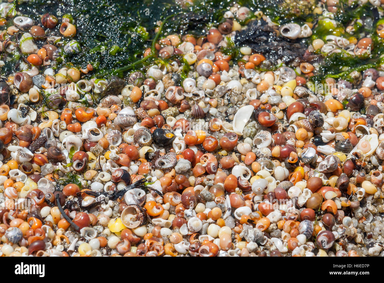 full frame background showing lots of colorful small sea snail shells ...