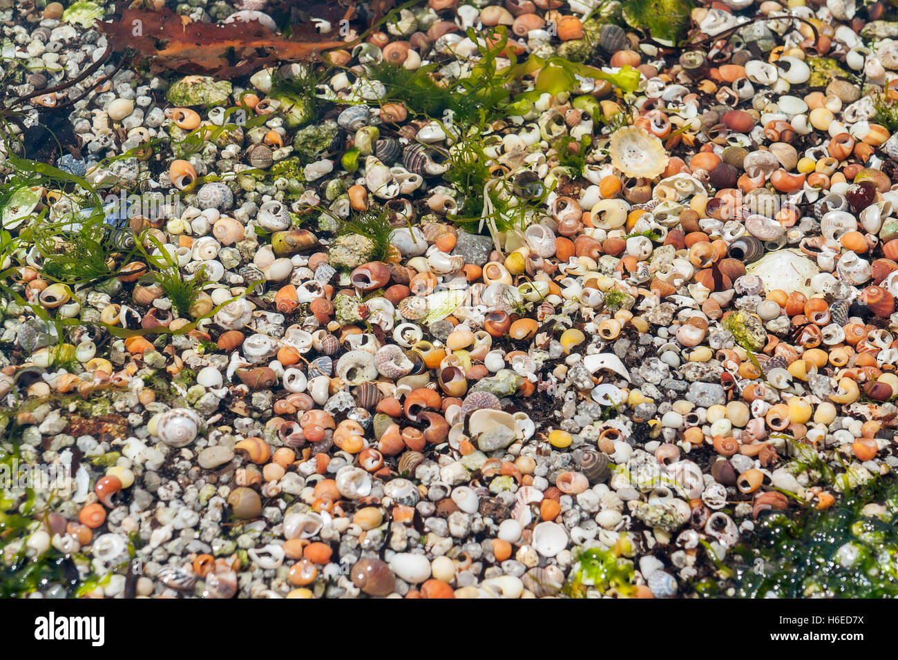 full frame background showing lots of colorful small sea snail shells ...