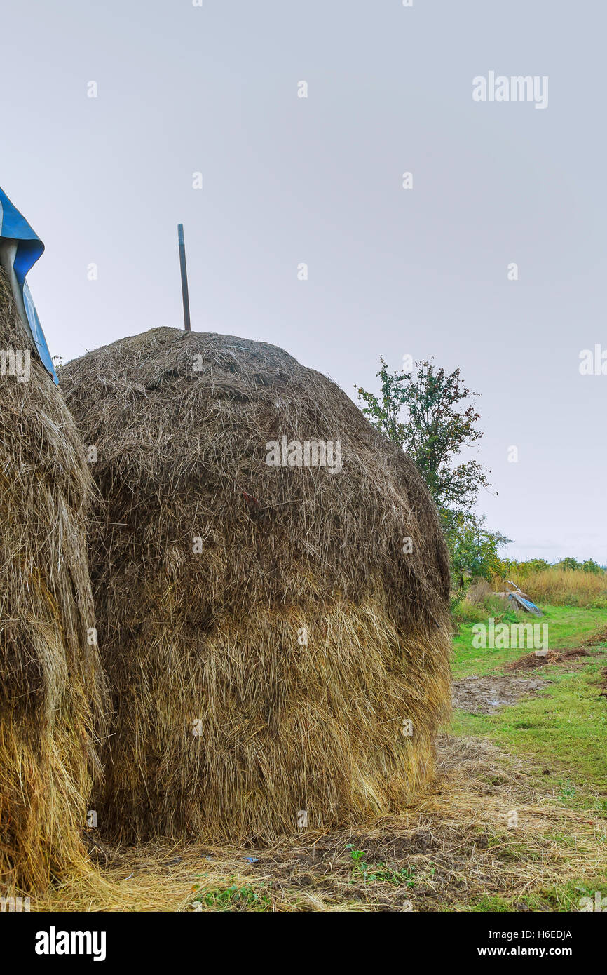 house, haystack in the field, near the forest, in a carpathian village ...