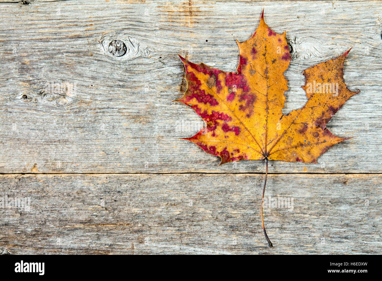 Dry maple leaf on rustic wood table background Stock Photo - Alamy