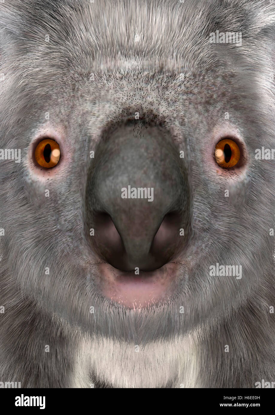 3D rendering of a head of a koala bear, closeup Stock Photo - Alamy