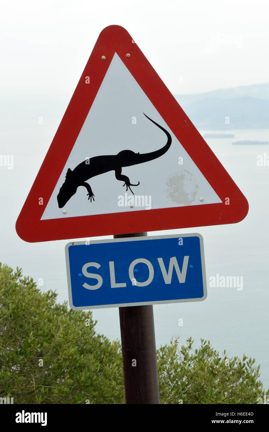 Slow road sign in Gibraltar's Upper Rock nature reserve warns motorists ...