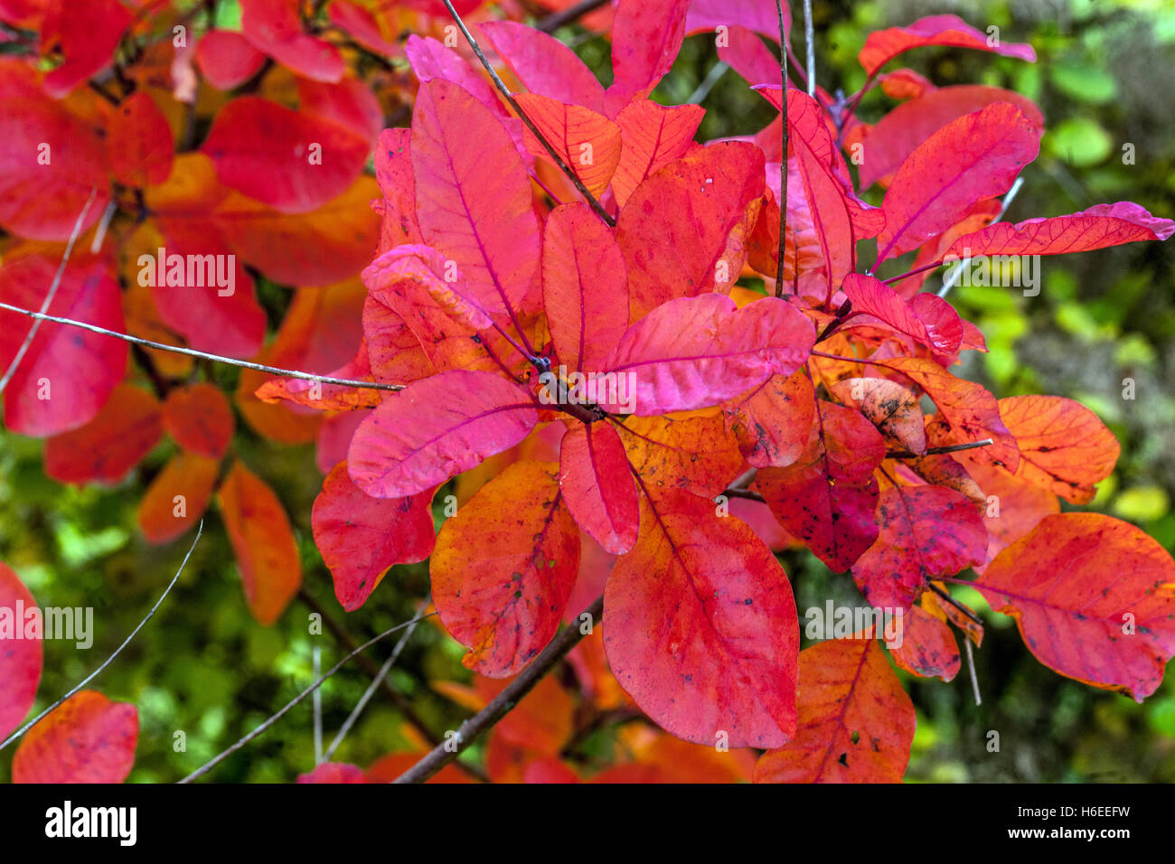 Cotinus coggygria, Smoketree. Smoke bush autumn leaves Stock Photo - Alamy