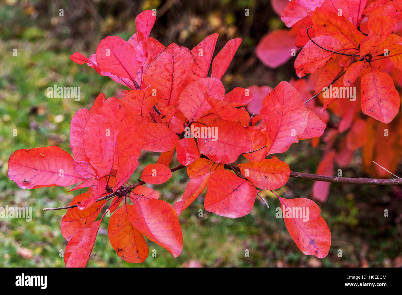 Cotinus coggygria, Smoketree. Smoke bush autumn leaves Stock Photo - Alamy