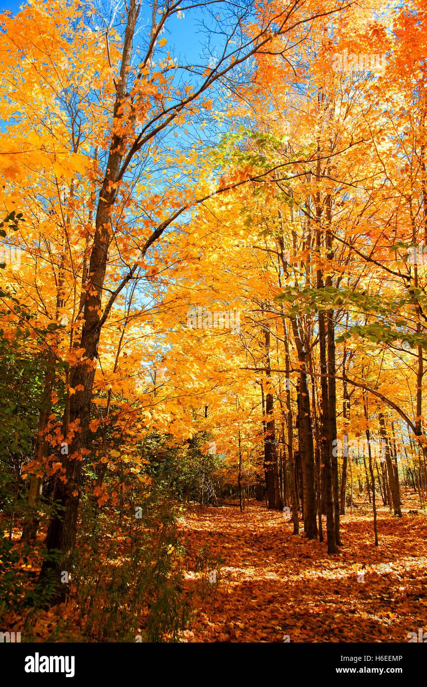 Autumn Forest in its beauty fading and falling of yellow and red leaves ...