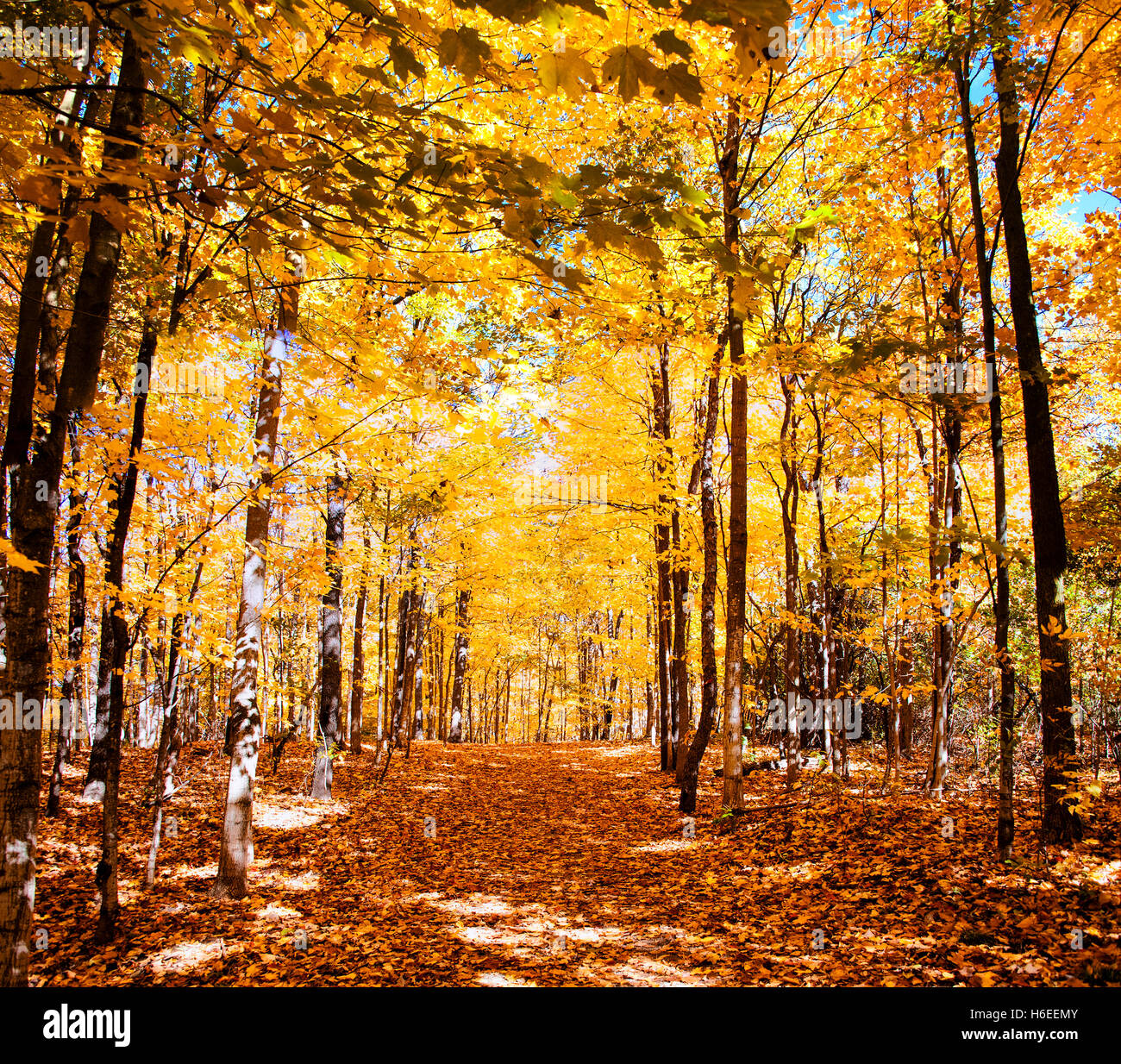 Autumn Forest in its beauty fading and falling of yellow and red leaves ...