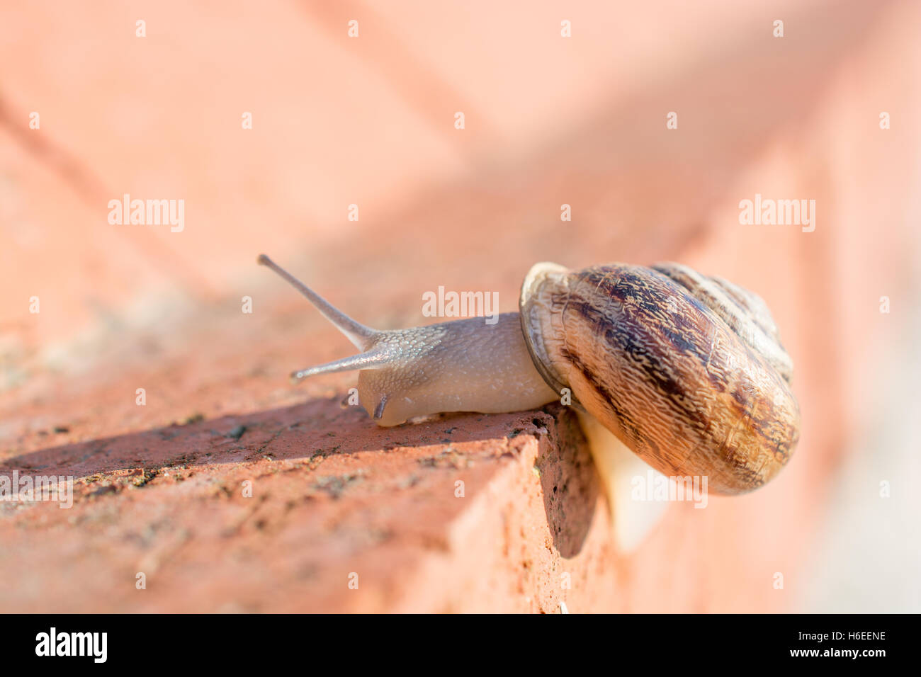 The snail slides up down the stony ground Stock Photo - Alamy