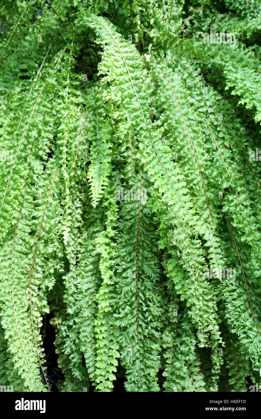 Green leaves of the spring season Stock Photo - Alamy