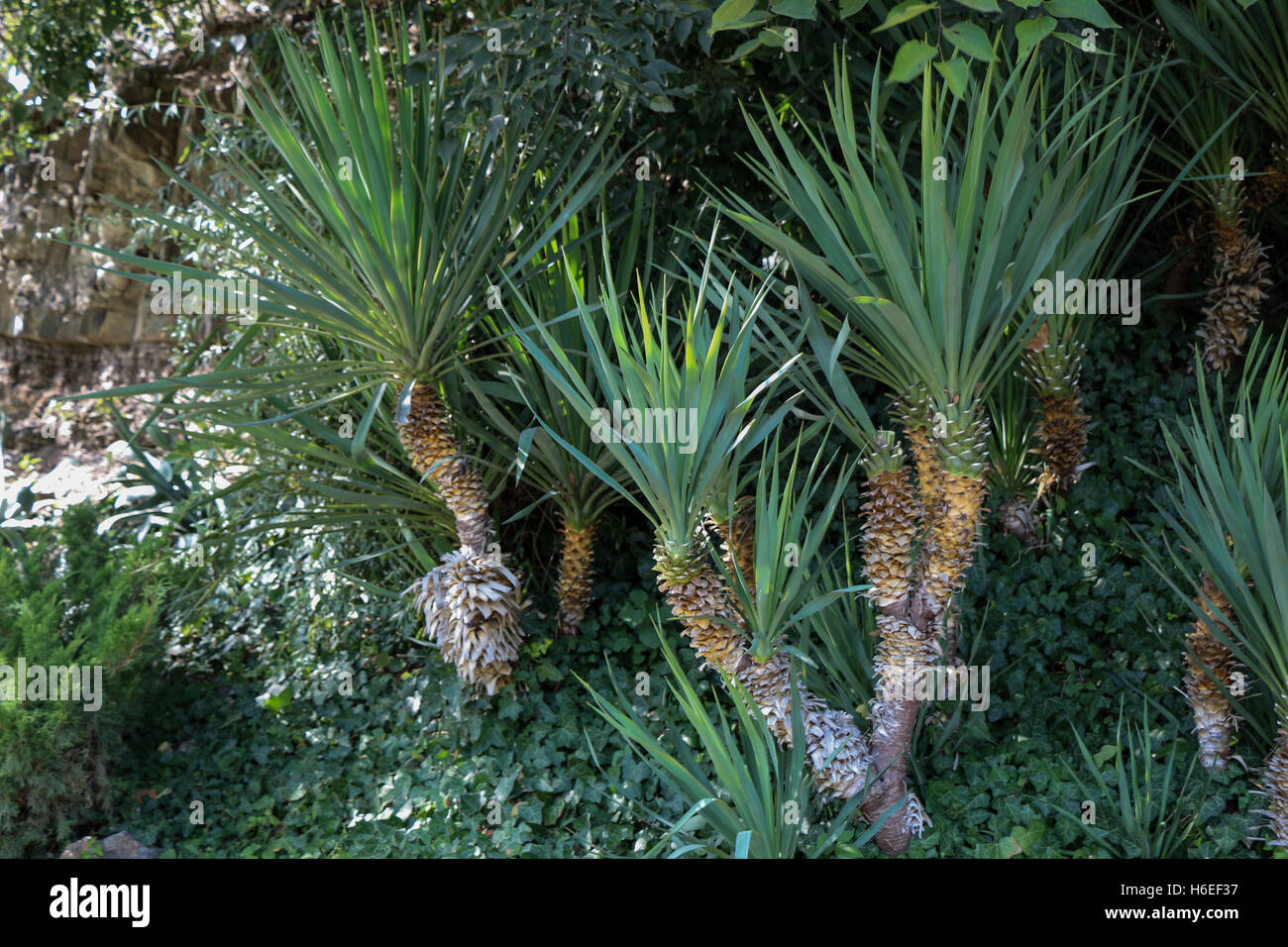 Green leaves of the spring season Stock Photo - Alamy