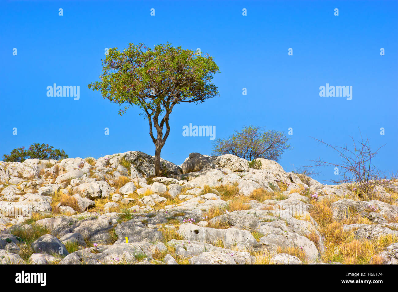 The lonely tree among the white rocks in the archaeological site of ...