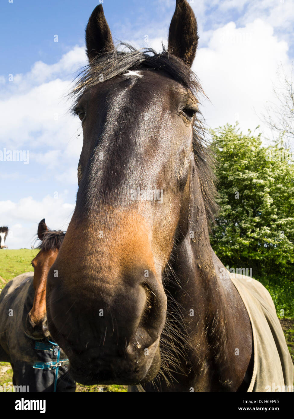 Mare Horse Winking Gic