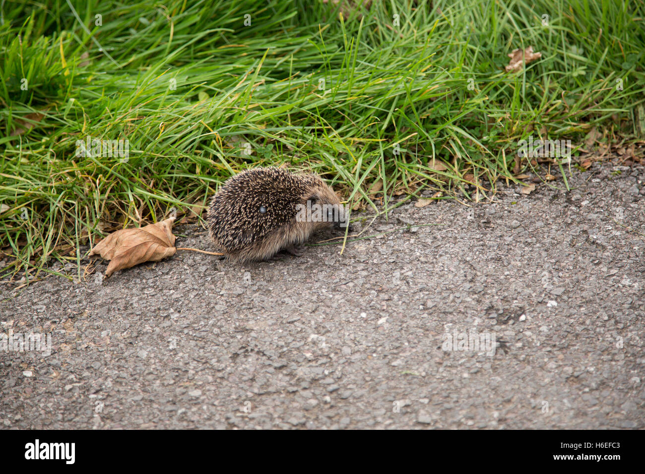 young hedgehog sniffing at side of road Stock Photo - Alamy