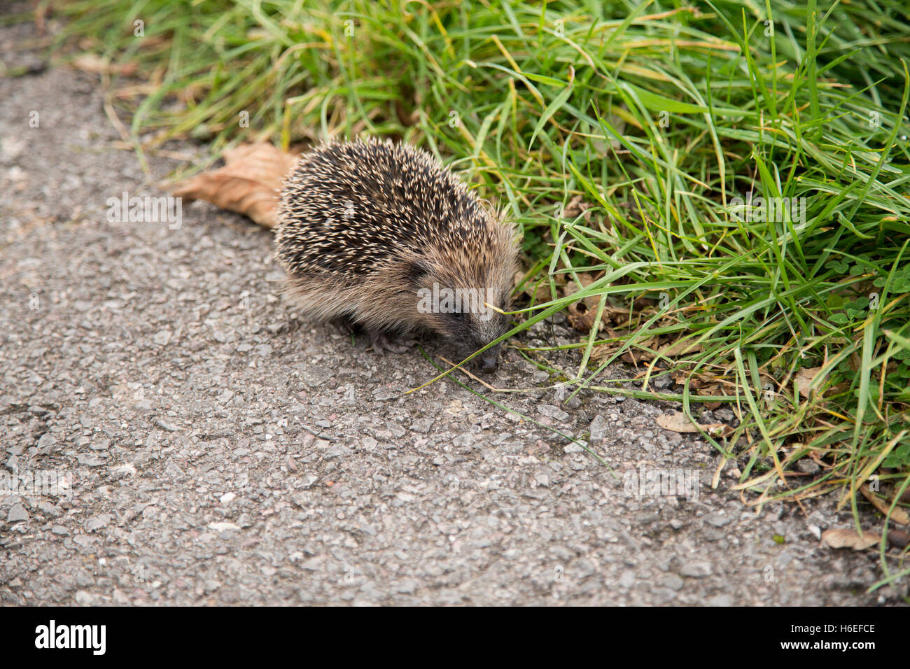 young hedgehog sniffing at side of road Stock Photo - Alamy