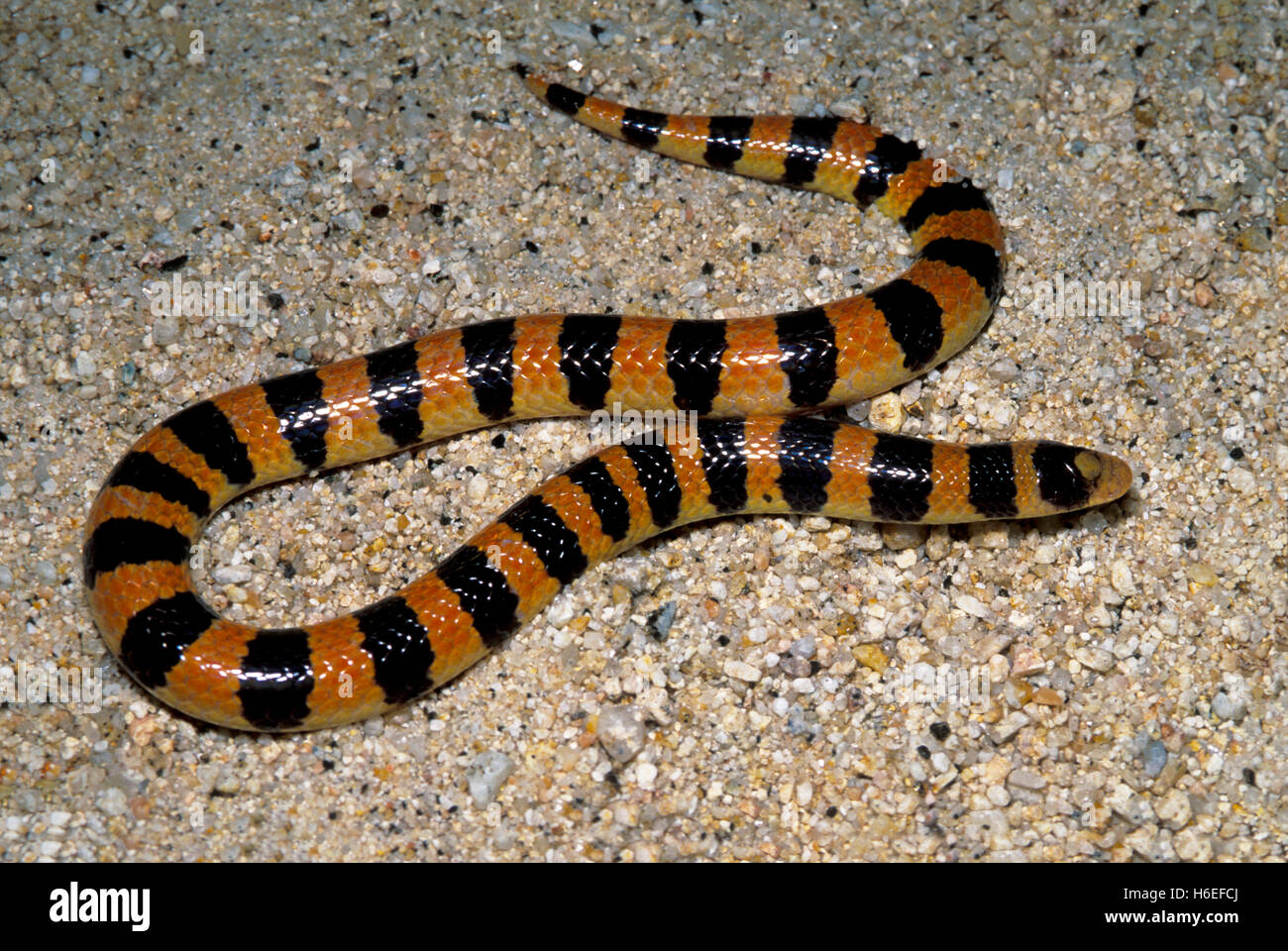 Variable Sandsnake Chilomeniscus stramineus 3 km north of Tuclos Santos ...
