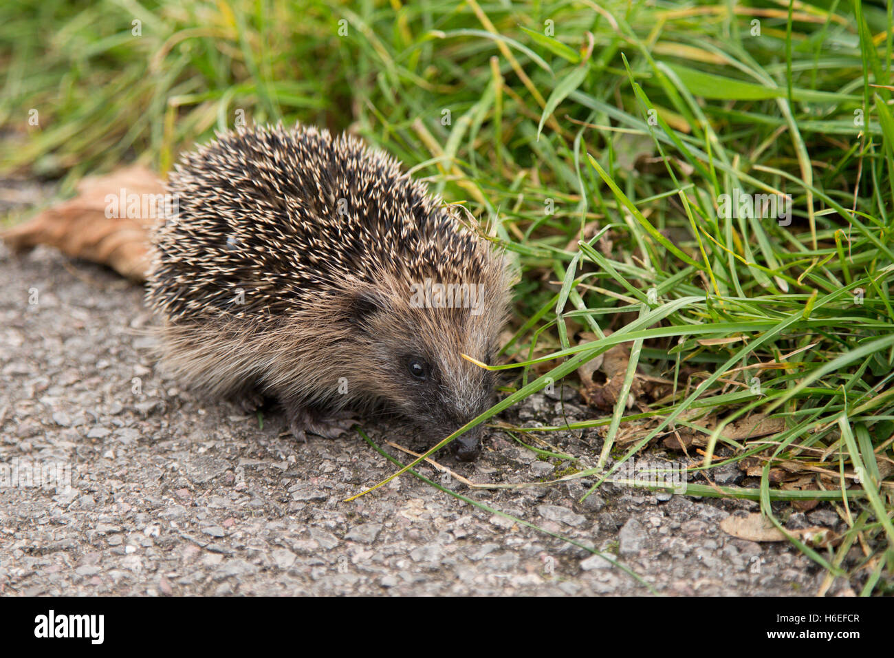 young hedgehog sniffing at side of road Stock Photo - Alamy