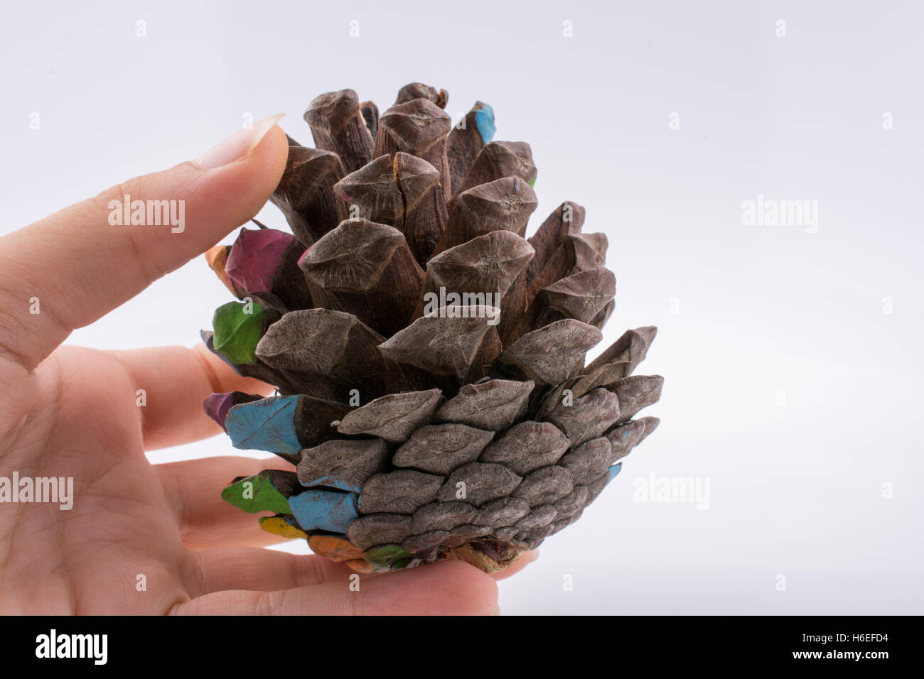 Pine cone in hand on a white background Stock Photo - Alamy