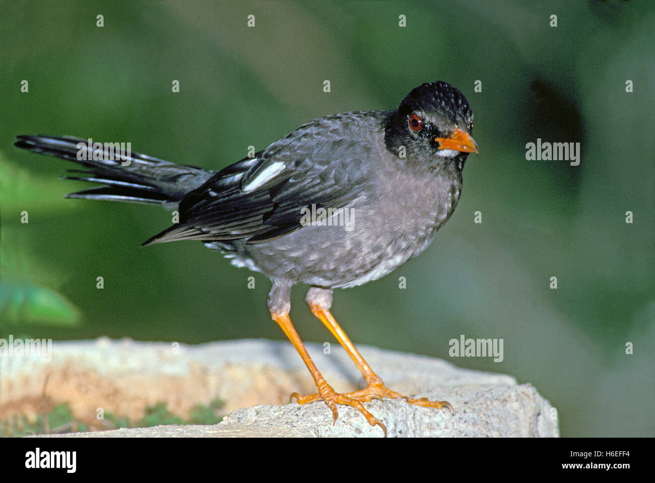 White-chinned Thrush Turdus aurantius Montego Bay, Jamaica April 1992 ...
