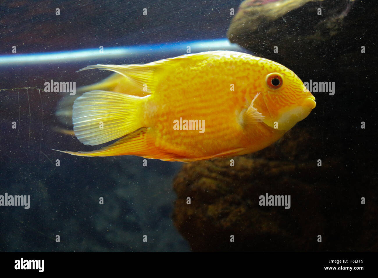 Beautiful colorful fish swims in the aquarium envıronment Stock Photo ...