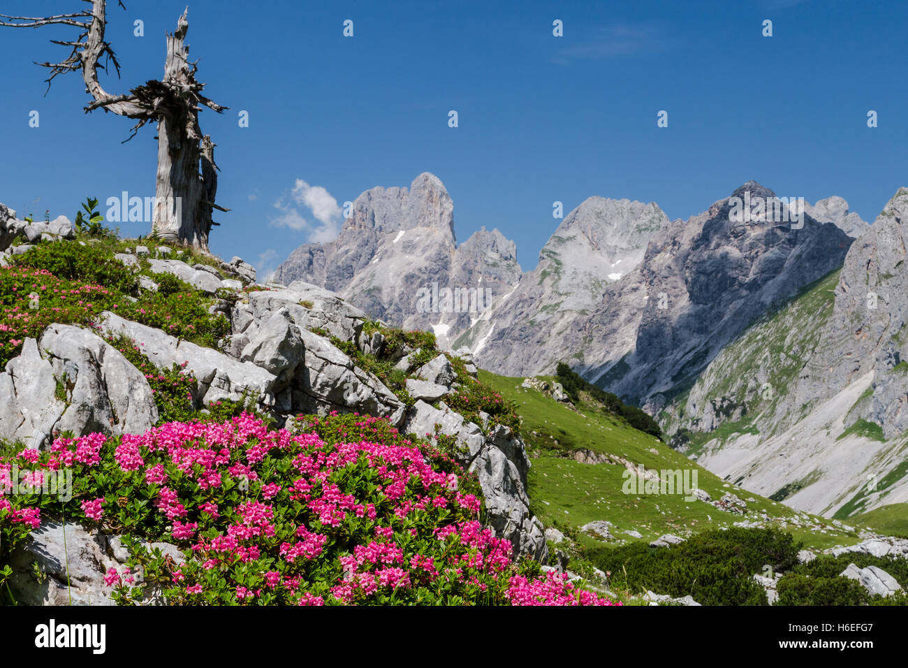 Alpine roses flower on an high alpine meadow in front of a mountainous ...