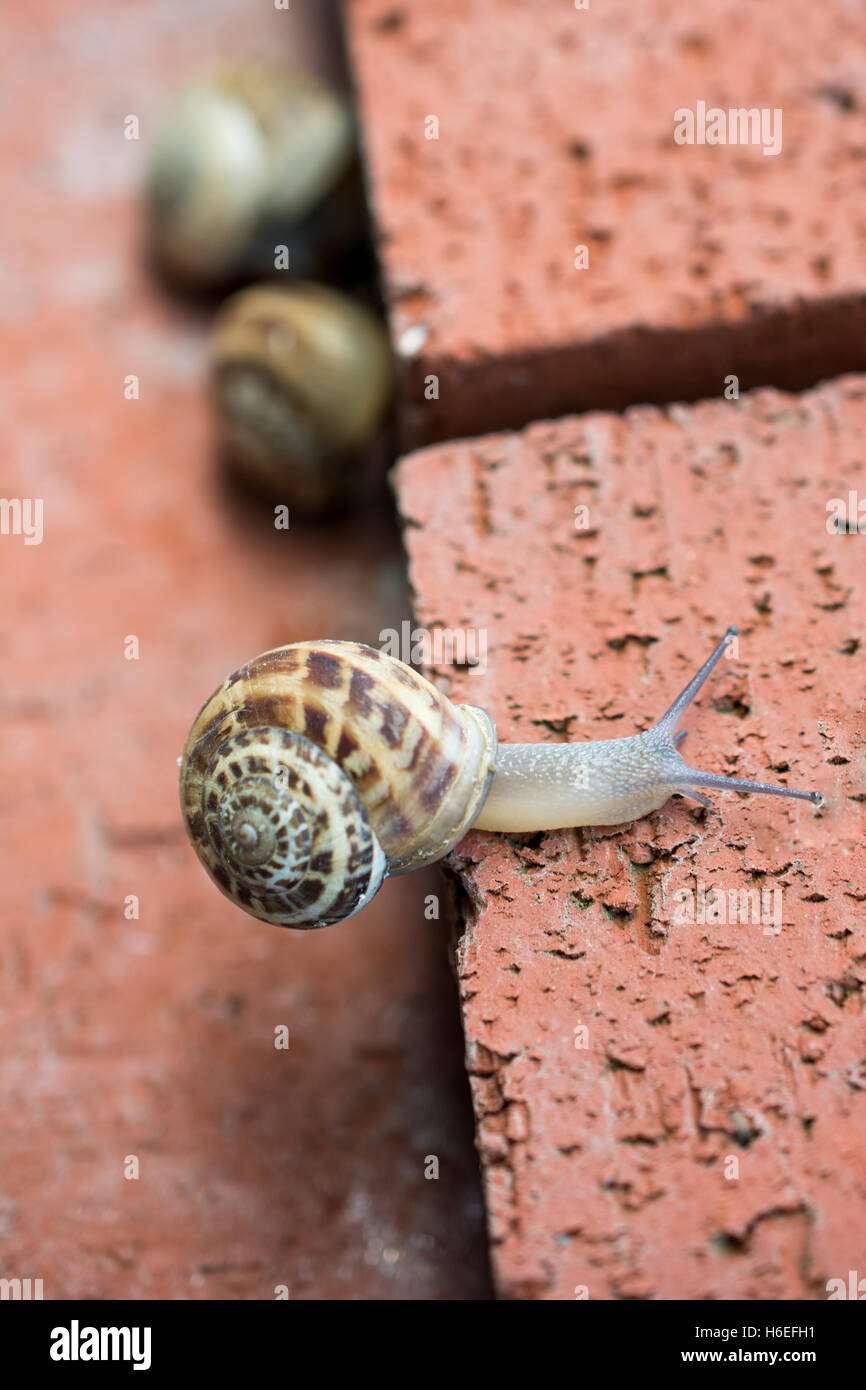 The snail slides up down the stony ground Stock Photo - Alamy