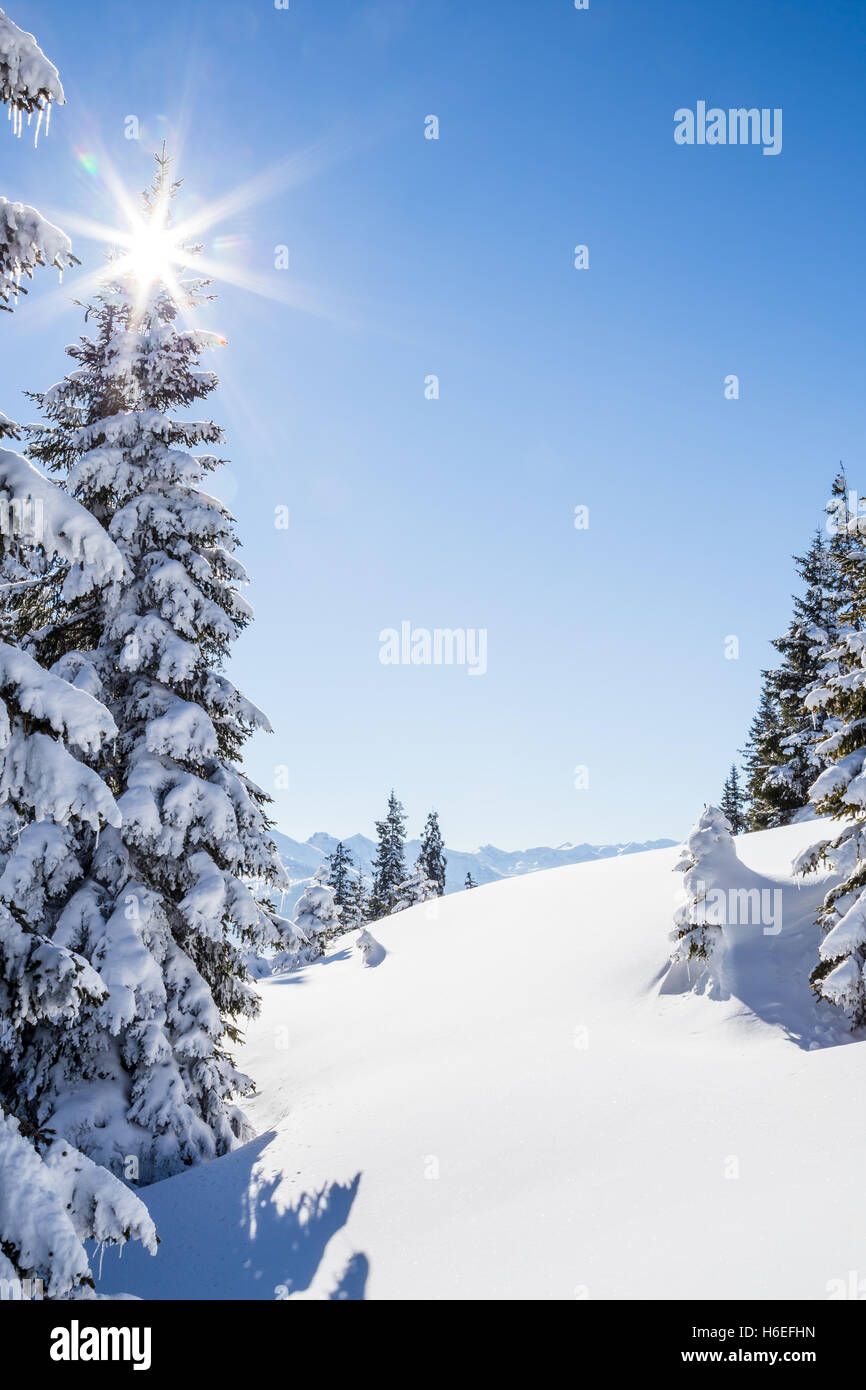 Trees are covered under a thick blanket of snow. The sun shines in a ...