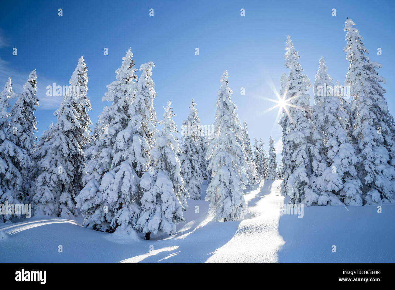 Trees are covered under a thick blanket of snow. The sun shines in a ...