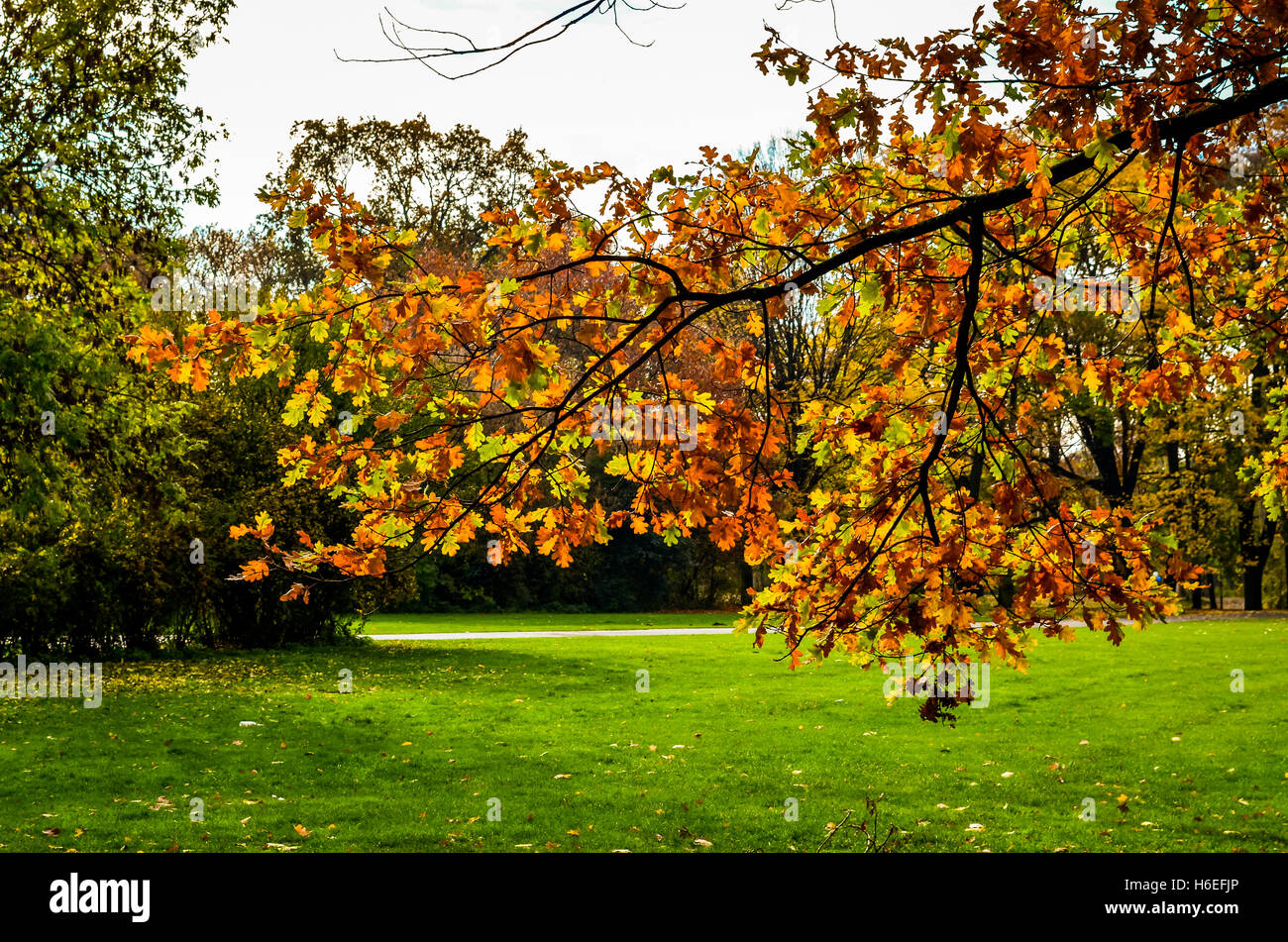 colorful autumn leaves still hanging on a tree Stock Photo - Alamy