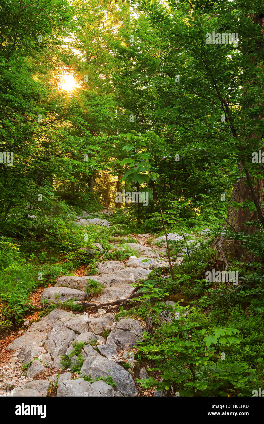 A rocky path winds its way through a green forest towards the sun Stock ...