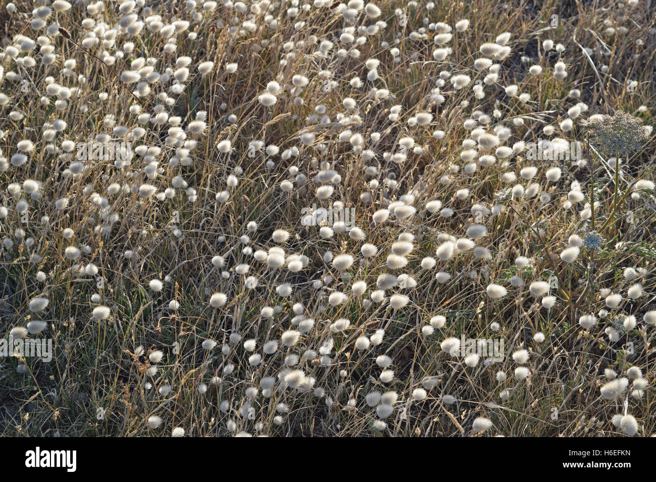 Coastal flora hi-res stock photography and images - Alamy