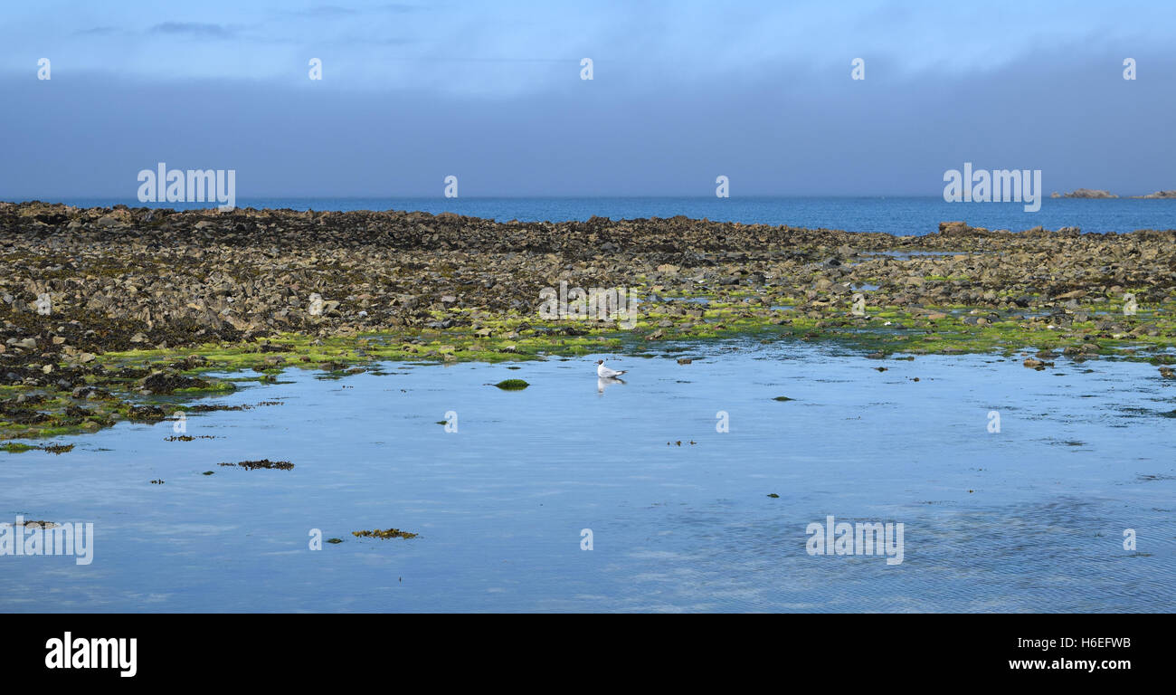 Rockpool on Vazon Bay Stock Photo - Alamy