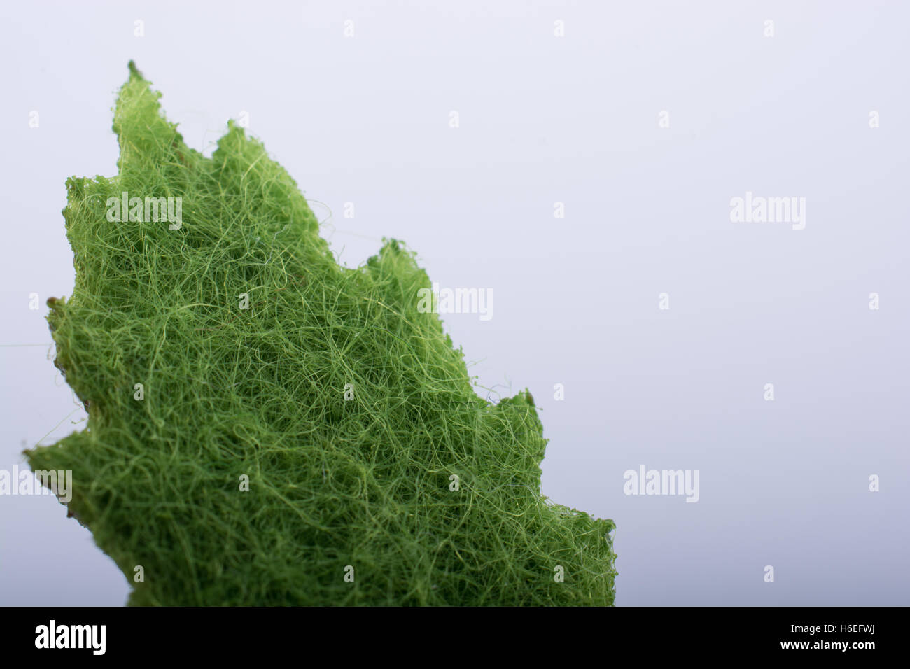 One separate green fake leaf Stock Photo - Alamy