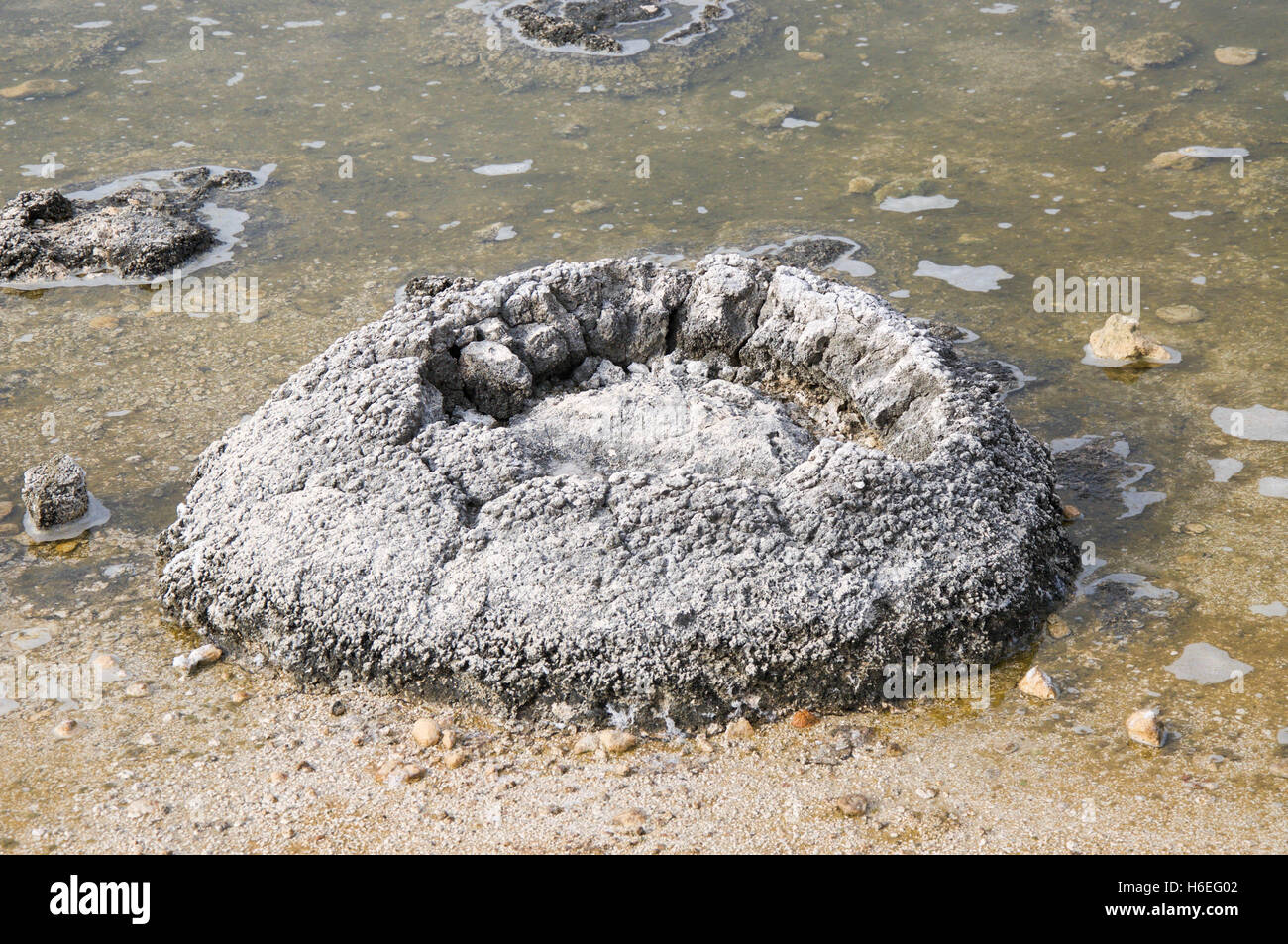 Stromatolite, layered sediment and oldest living fossil, in the Lake ...
