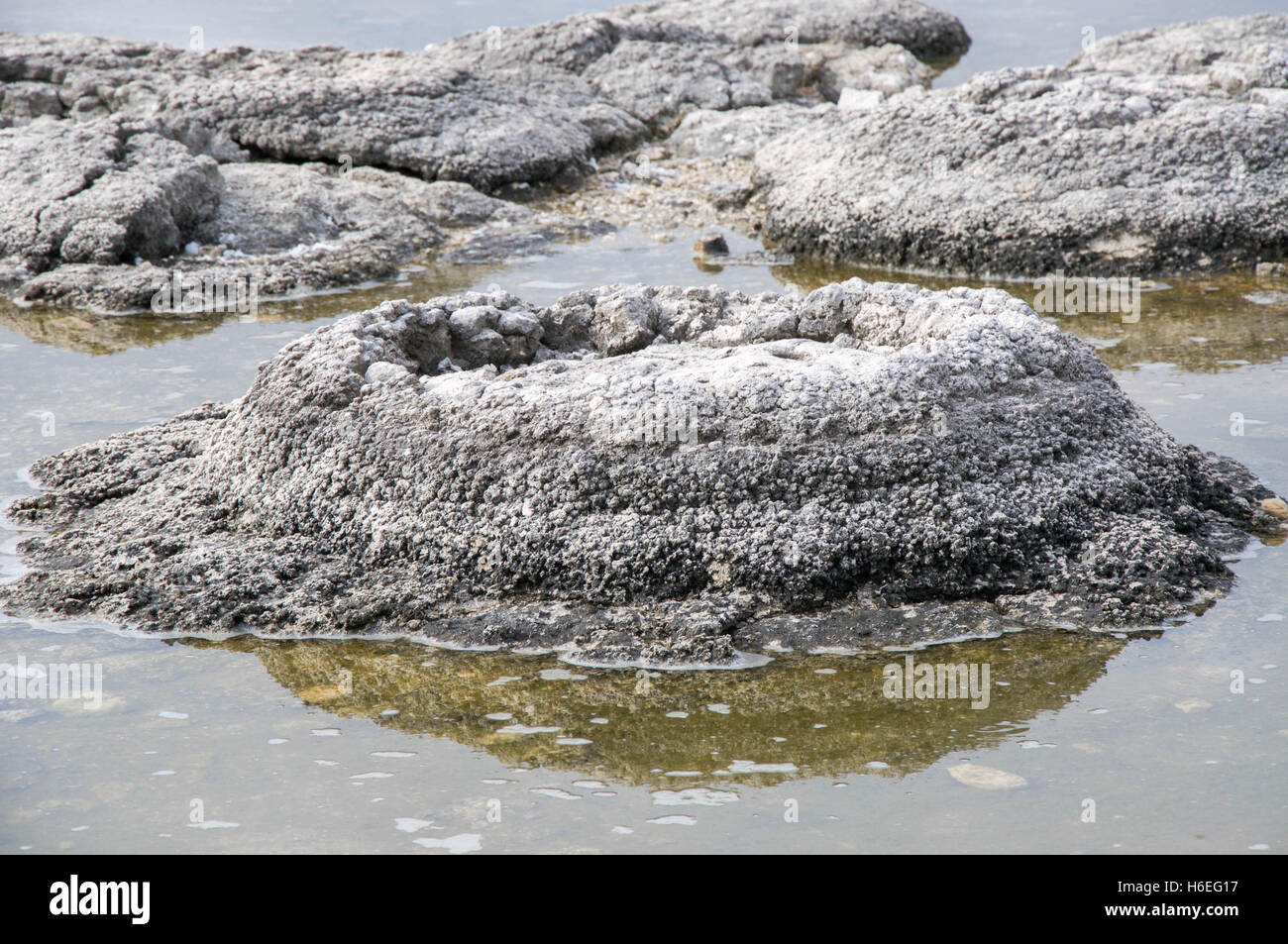 Cyanobacteria Fossil High Resolution Stock Photography and Images - Alamy