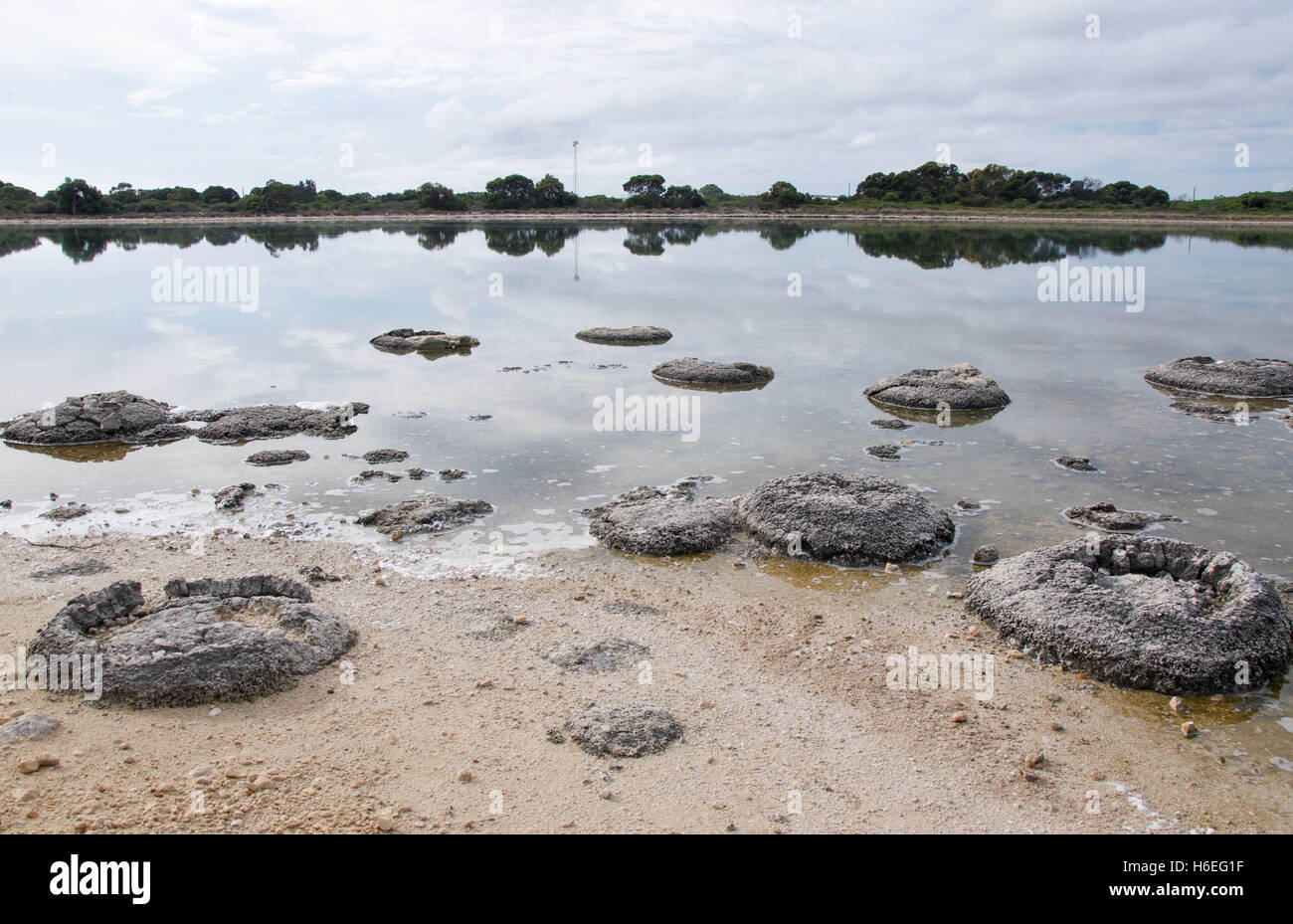 Lake Thetis landscape bordered by plants and rare stromatolites in the ...